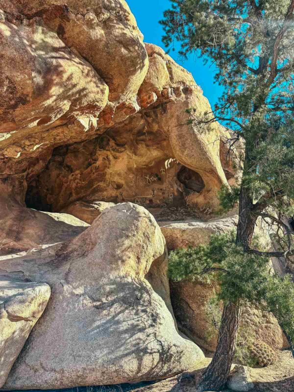 How to Spend One Day in Joshua Tree National Park
